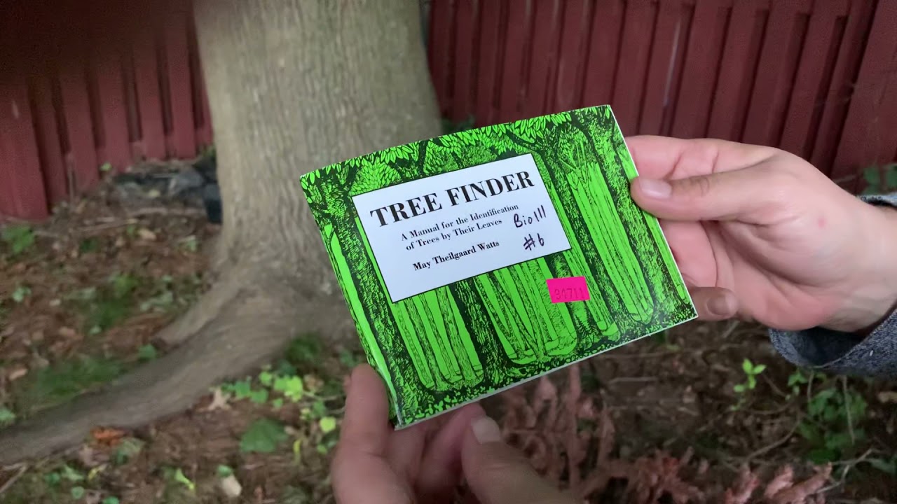 Tree ID with dichotomous key - simple leaf - YouTube