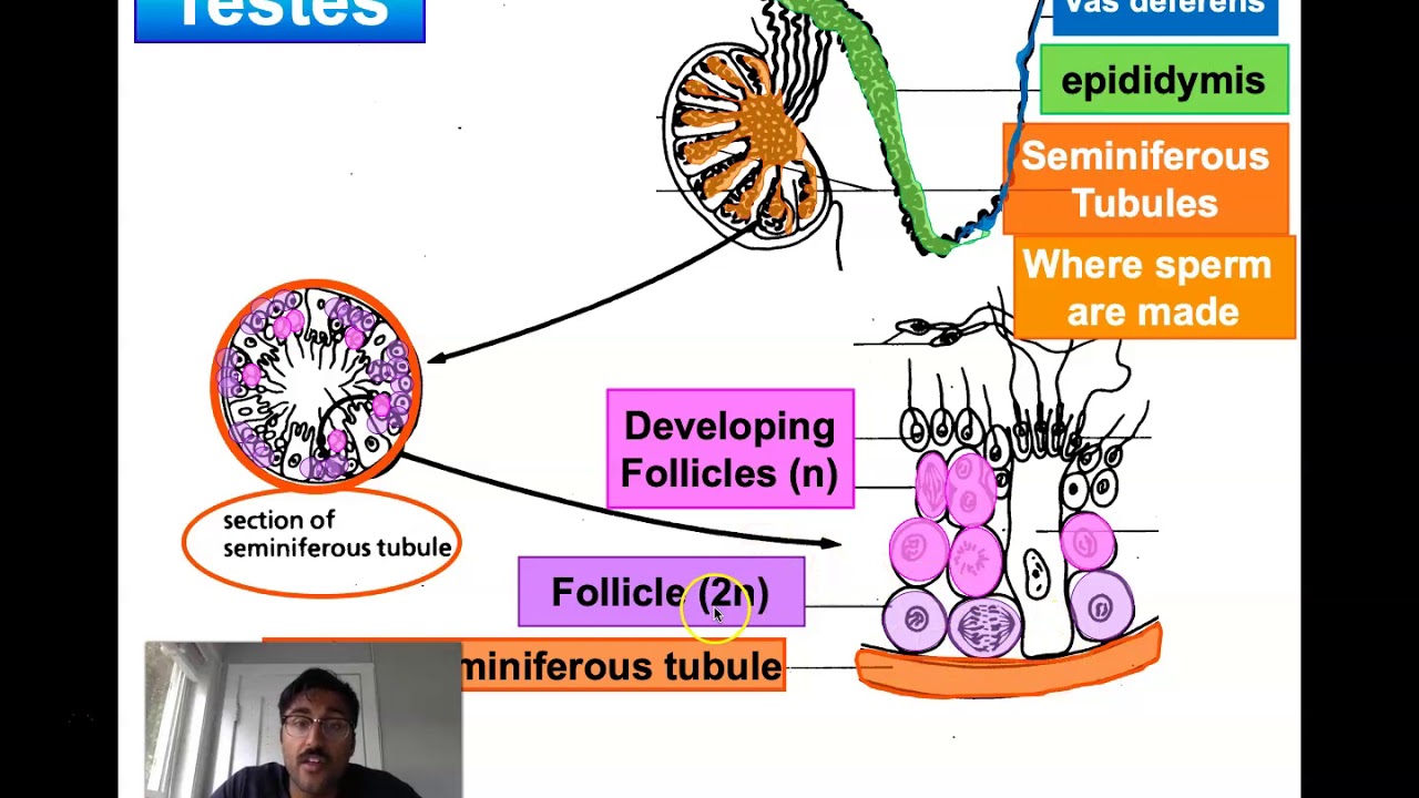 Biology 30 - Reproduction - 1 - Male Structures and Sperm - YouTube