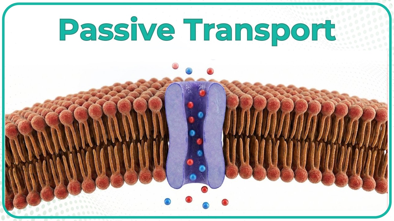 5. Transport Across Cell Membrane – Passive Transport | General ...