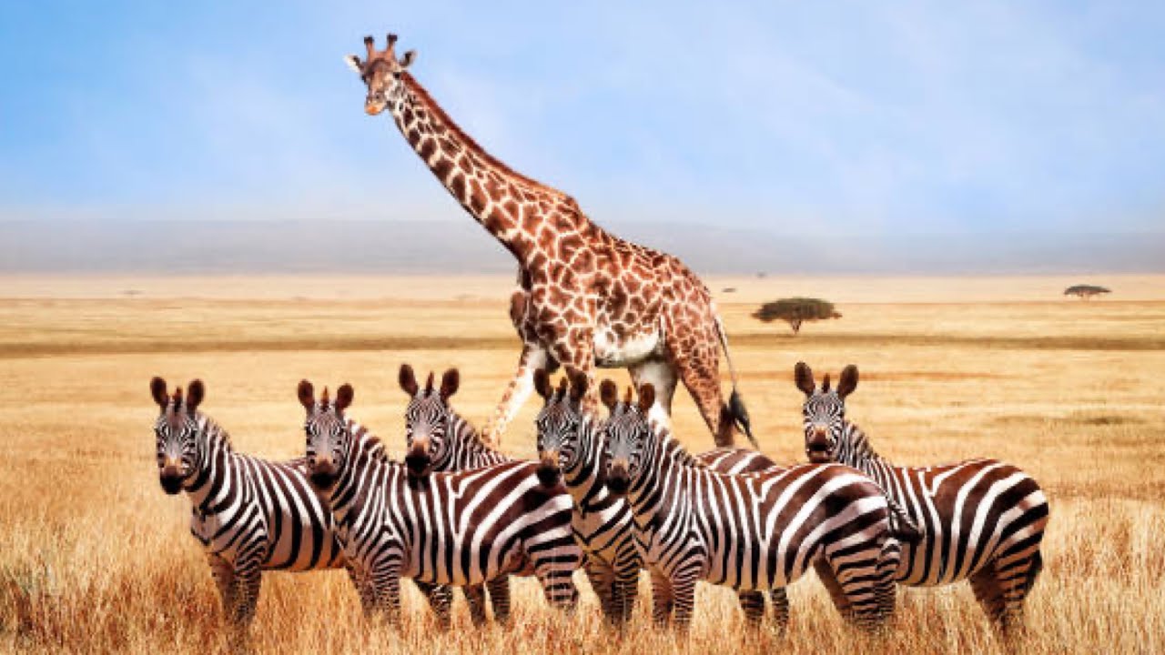 Zebra vs Giraffes : Are they related? - YouTube