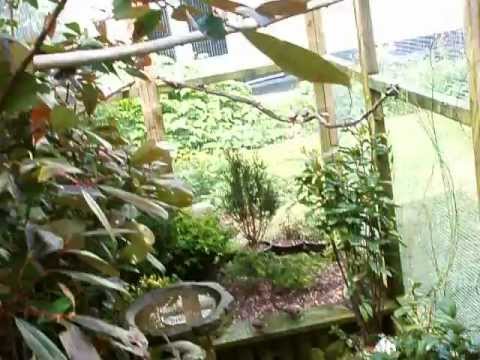 Finch summer aviary - YouTube