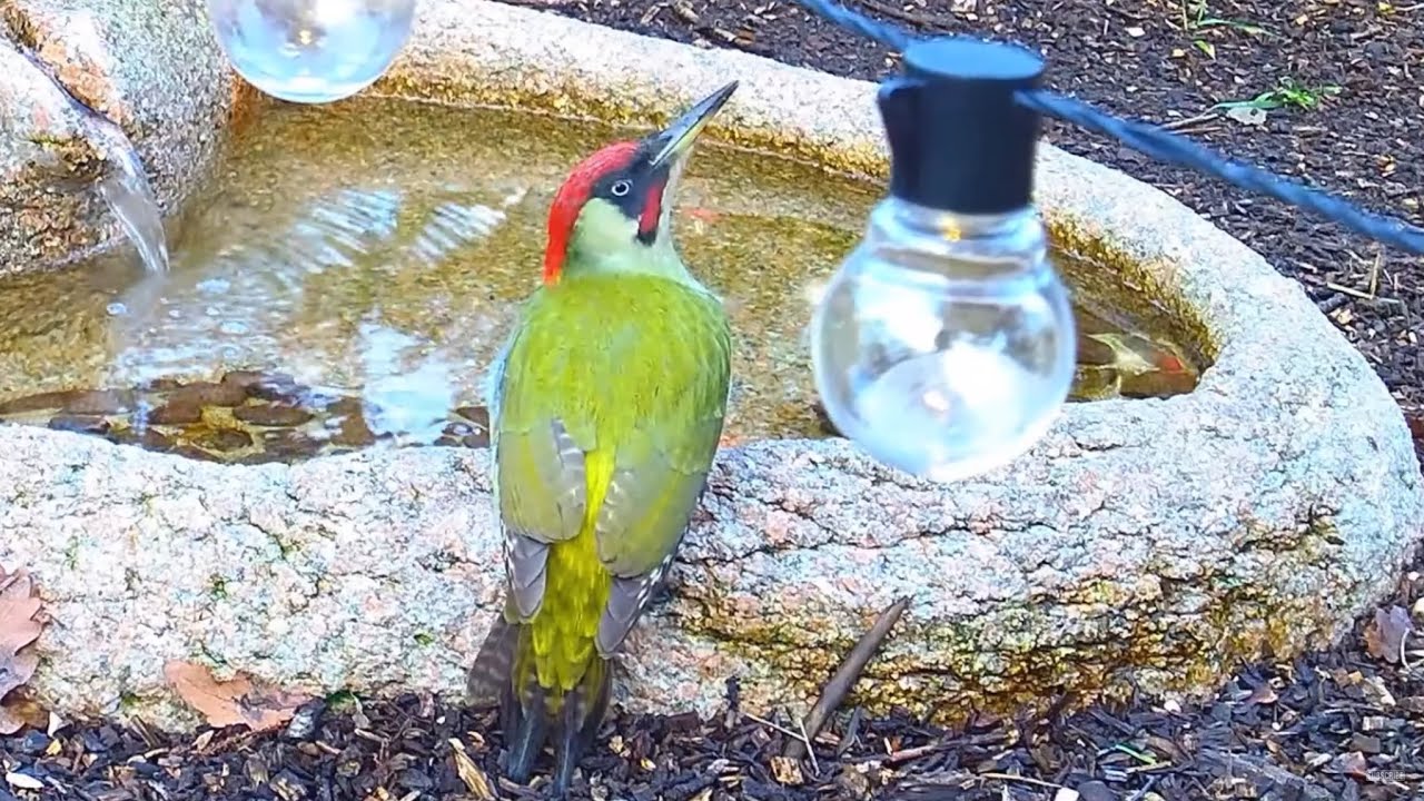 Highlights Today (green woodpecker, sparrow hawk, nest box...) Recke ...