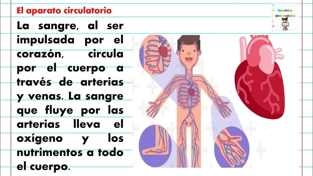 El sistema circulatorio. Ciencias naturales. Cuarto grado. - YouTube