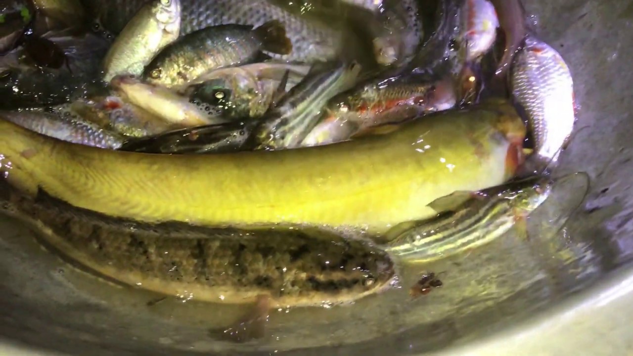 Night fishing !! Amazing Fish Hunting - Wild Style Fishing In Village ...