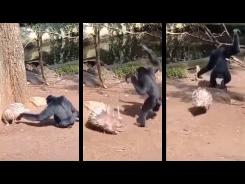 Monkey Messes With The Wrong Animal!! [AMAZING ANIMALS COMPILATION #12 ...