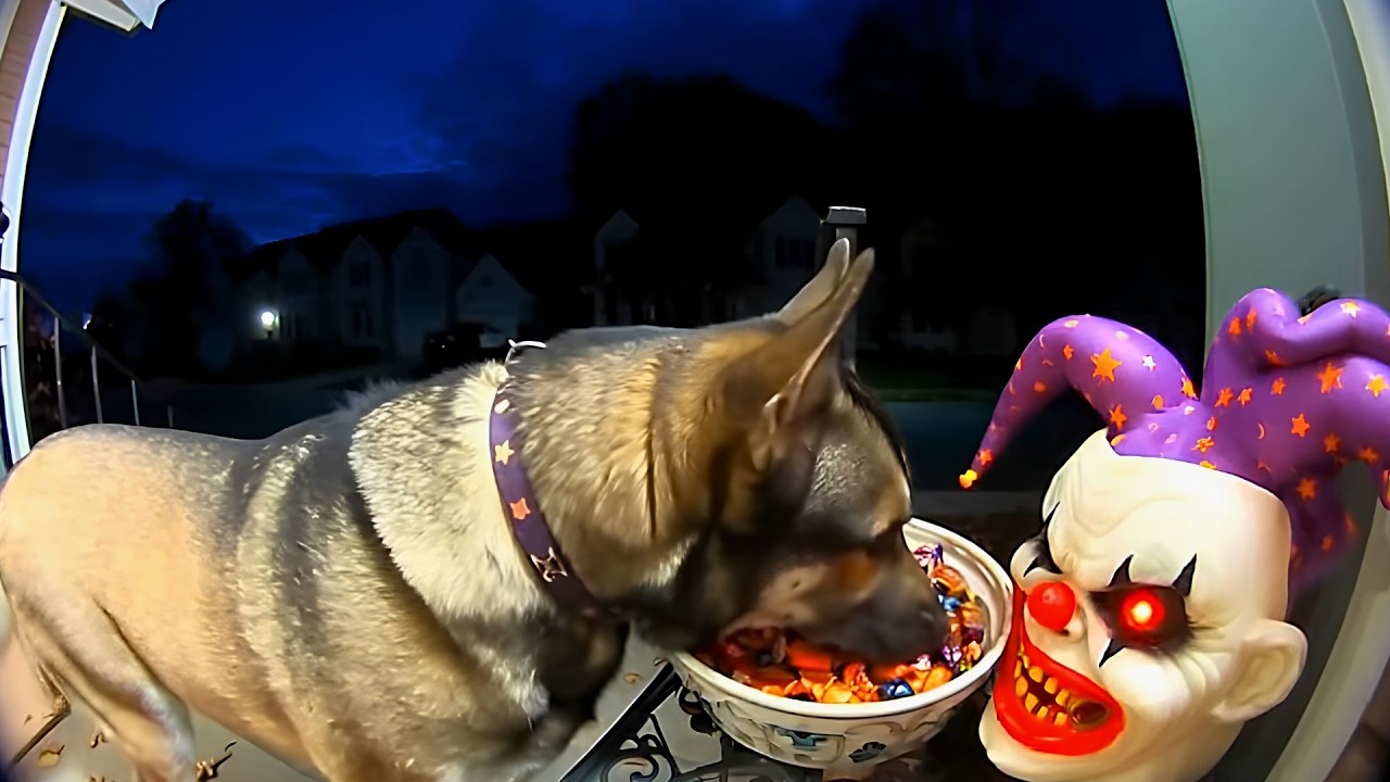 Halloween Candy Heist: Animals vs Decorations! - YouTube