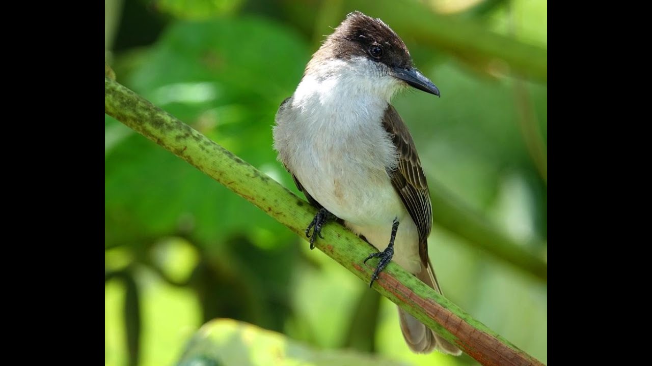 Clérigo / Loggerhead Kingbird (Tyrannus caudifasciatus) - YouTube