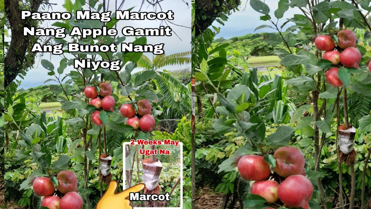 Paano Mag Marcot Nang Apple Na Gamit Ang Bunot Nang Niyog/ How To ...