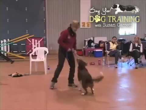 Say Yes Dog Training With Susan Garrett - YouTube