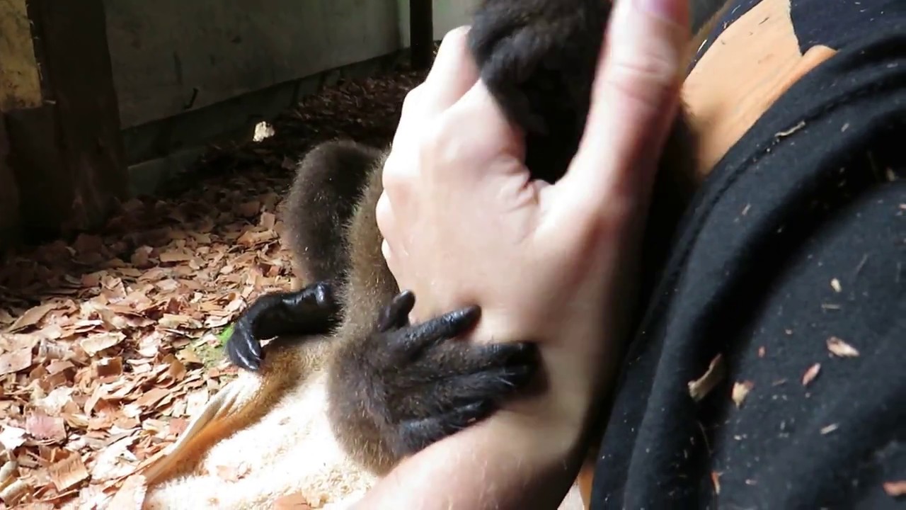 Rescued baby Woolly Monkey being adorable - YouTube