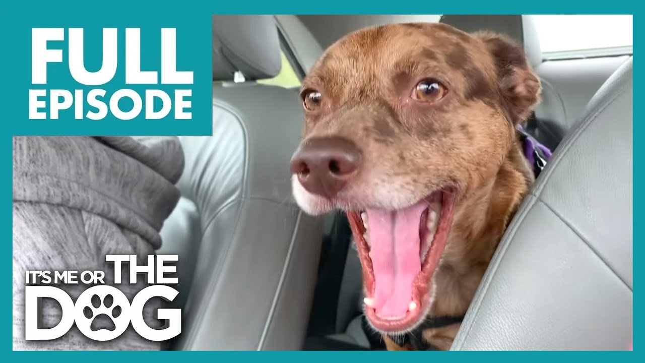 Scooby the Screamer: Taming a Reactive Chihuahua-Dachshund Mix | Full ...