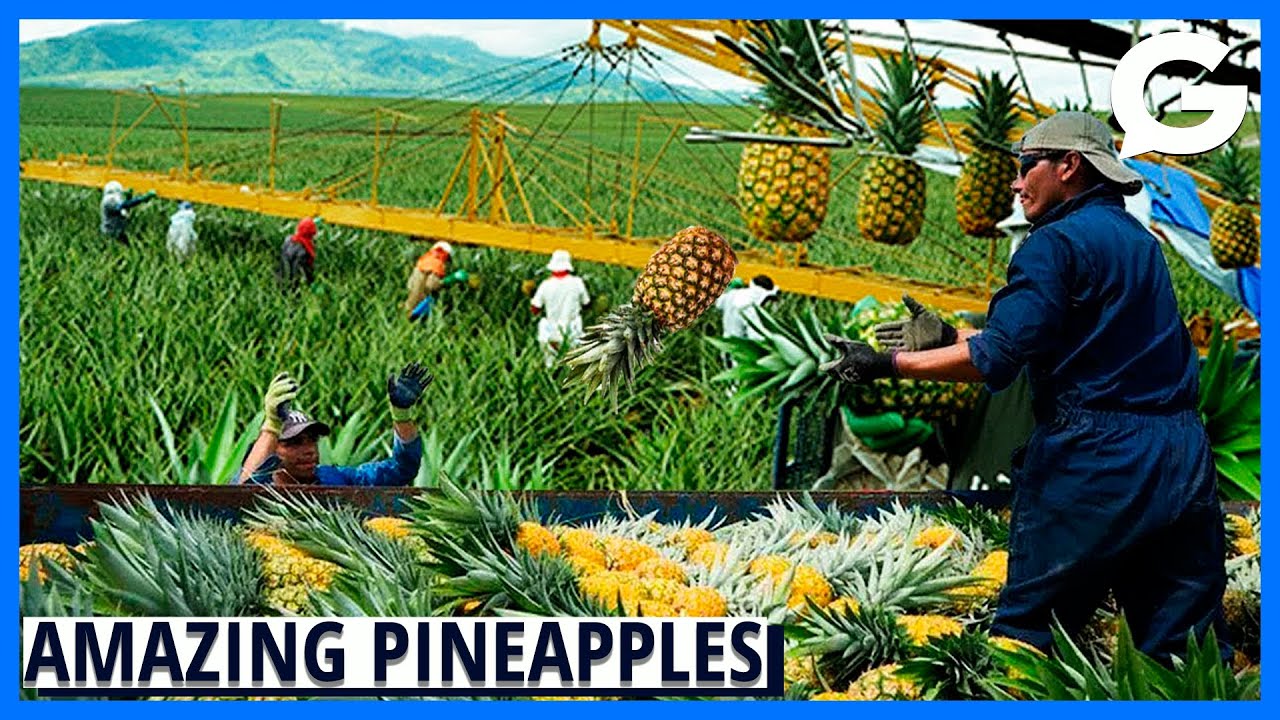 Most Amazing Pineapple Growing and Processing Process - Modern ...