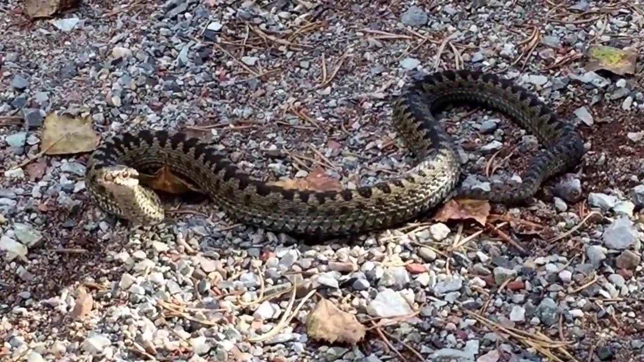 Angry snake in the Norwegian woods... - YouTube