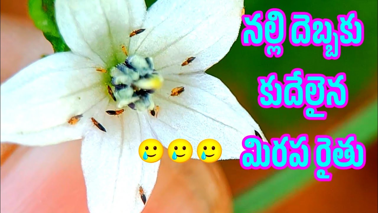 chilli forming | mirchi crop diseases in telugu | sr agriculture telugu ...