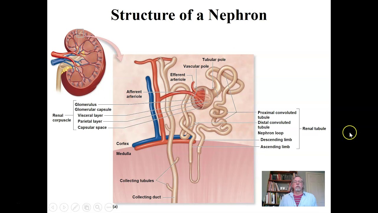 Urinary system video #2 - Nephrons - YouTube