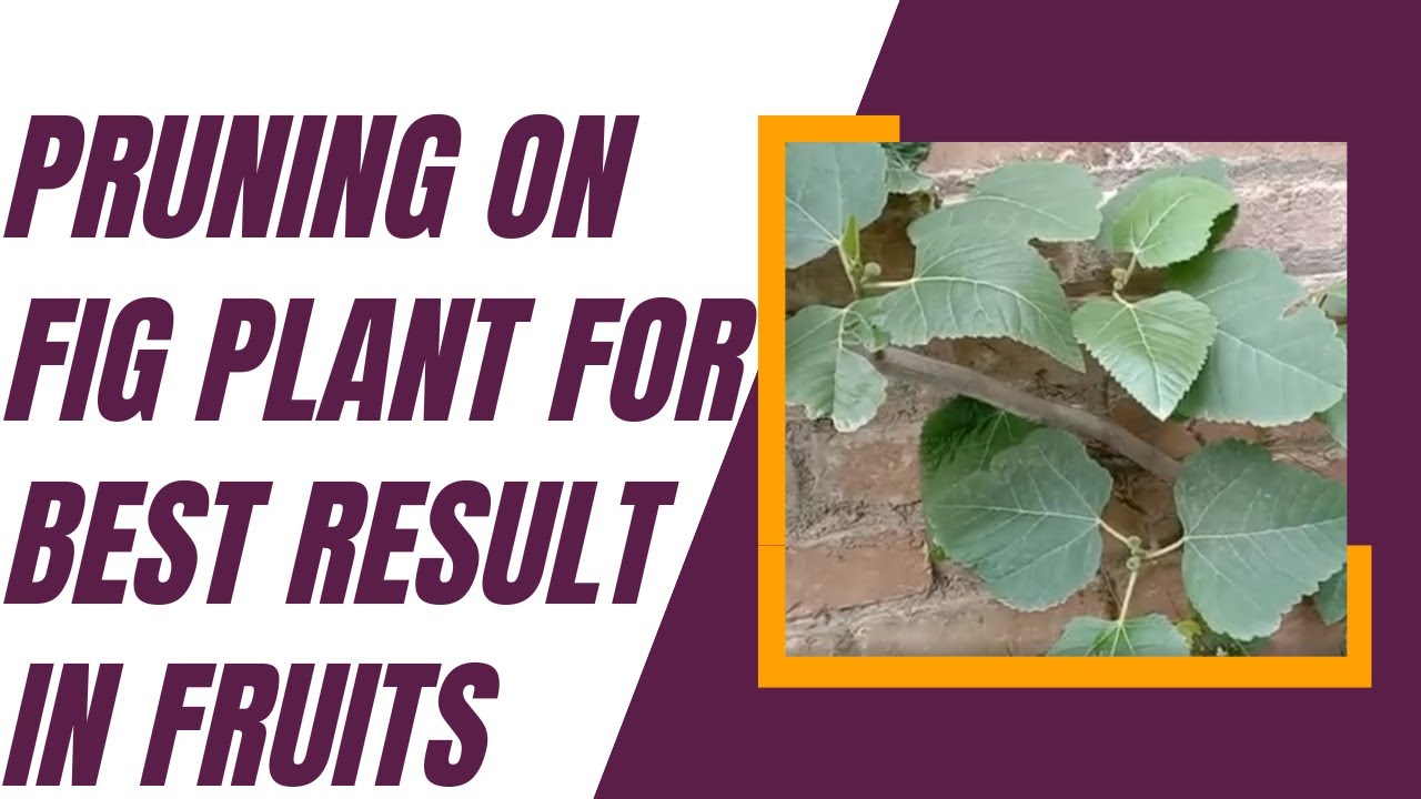 Fig Plant Pruning for Best Results in Fruits - YouTube