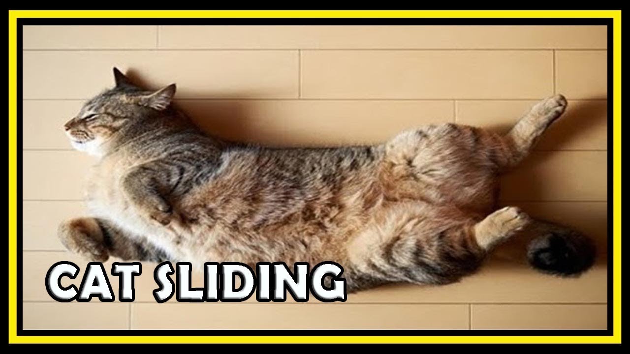 Funny Cats Sliding on Wooden Floors 2018 HD FunnyCat - YouTube