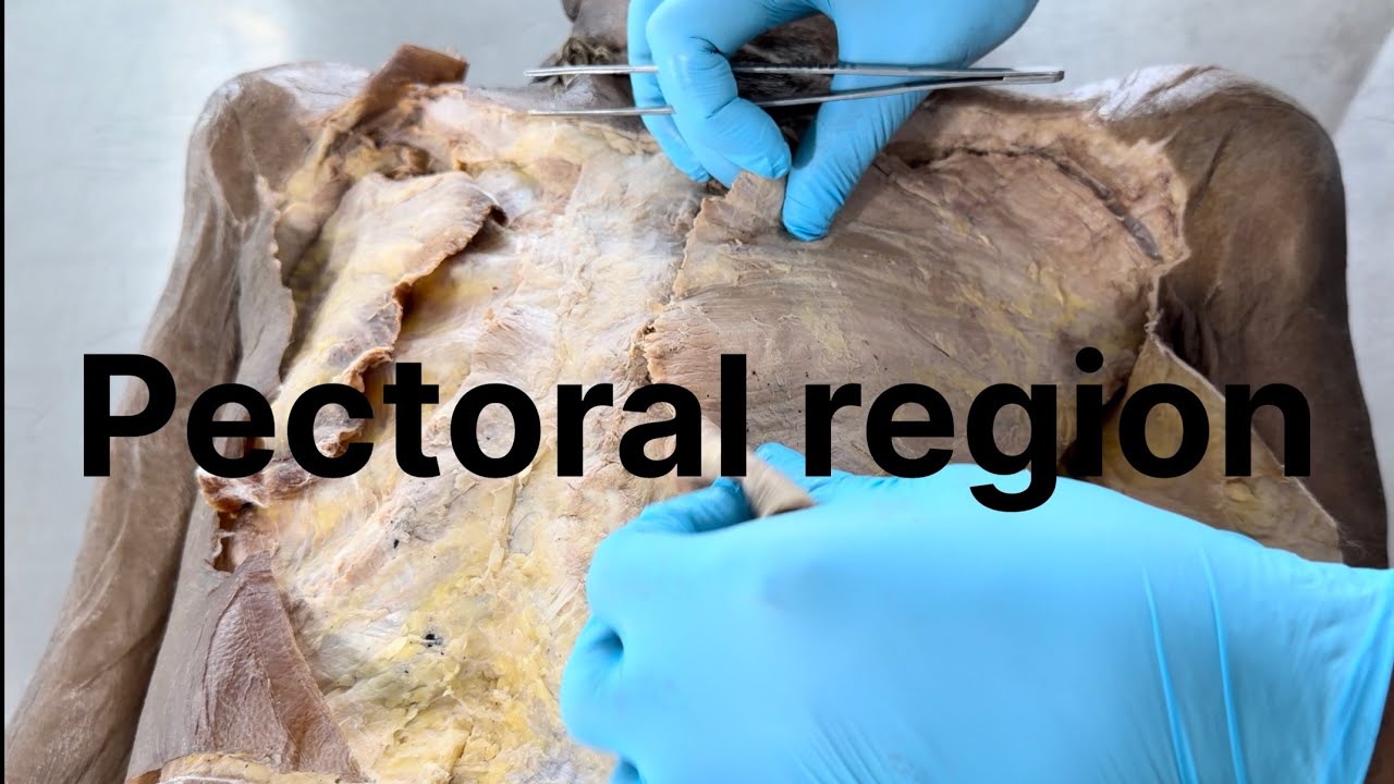 Pectoral region, dissection of pectoral region including pectoral ...