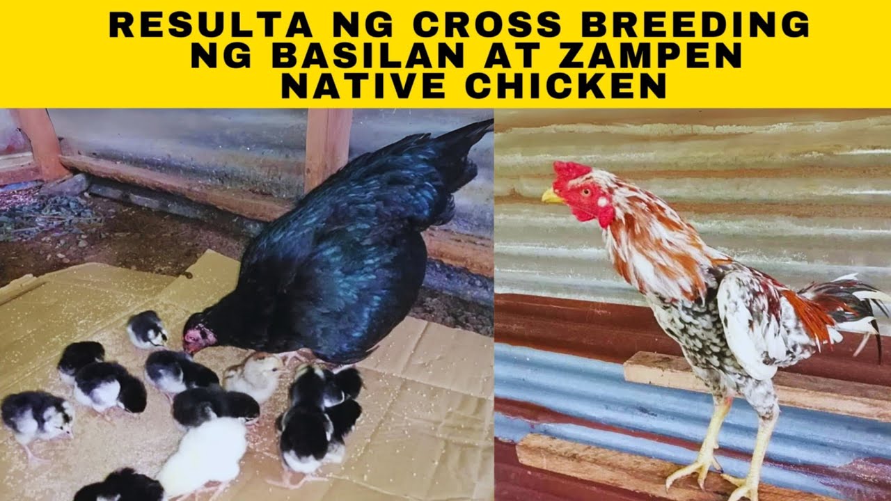 Resulta ng cross breeding ng basilan at zampen native chicken - YouTube