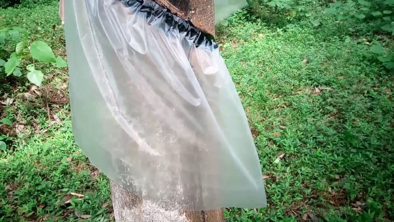 Rain guarding in rubber trees|റബ്ബർ മരത്തിന് പ്ലാസ്റ്റിക് ഇടുന്നത് ...
