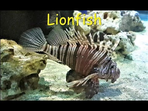 The fabulous looking & venomous Lionfish (Pterois), starring a Leaflip ...