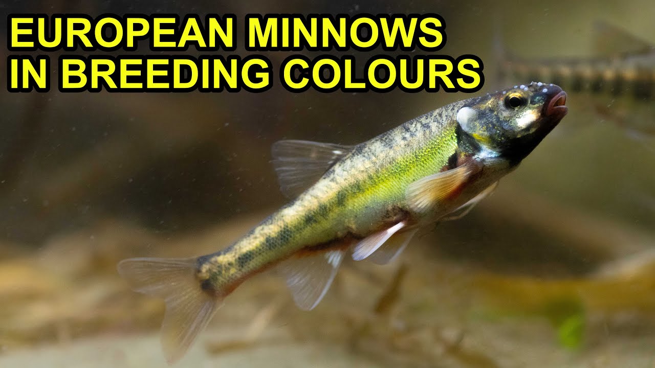 Shoal of Minnows in Breeding Colours - YouTube
