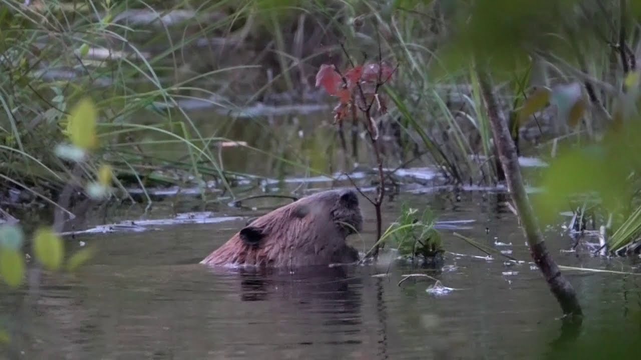 Just a Beaver Having a Snack - YouTube