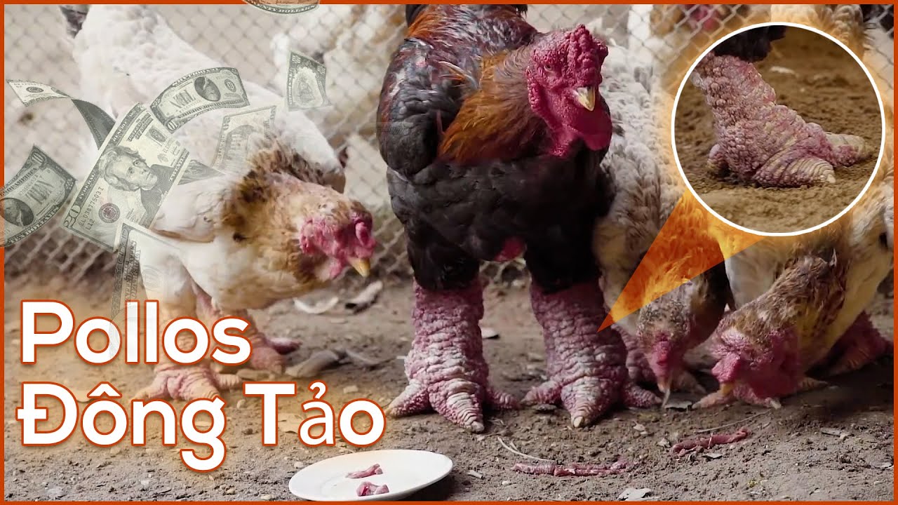 Pollos que valen 2000 DÓLARES 😱 - YouTube