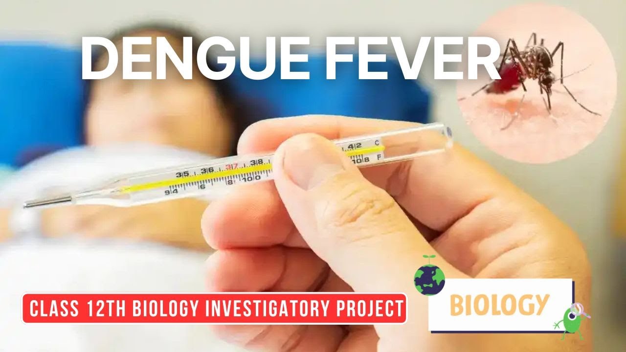 Dengue Fever class 12th biology investigatory project | #dengue | class ...