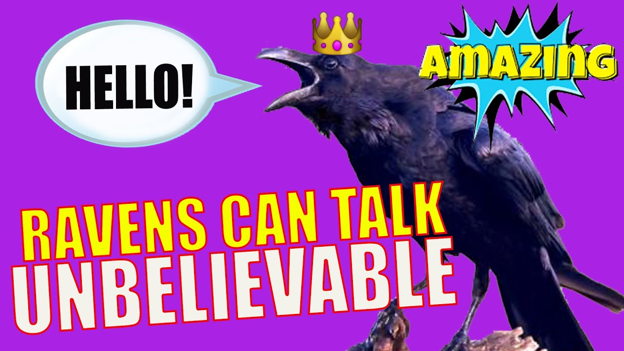 RAVENS CAN TALK AND SING! *they are very playful creatures* - YouTube