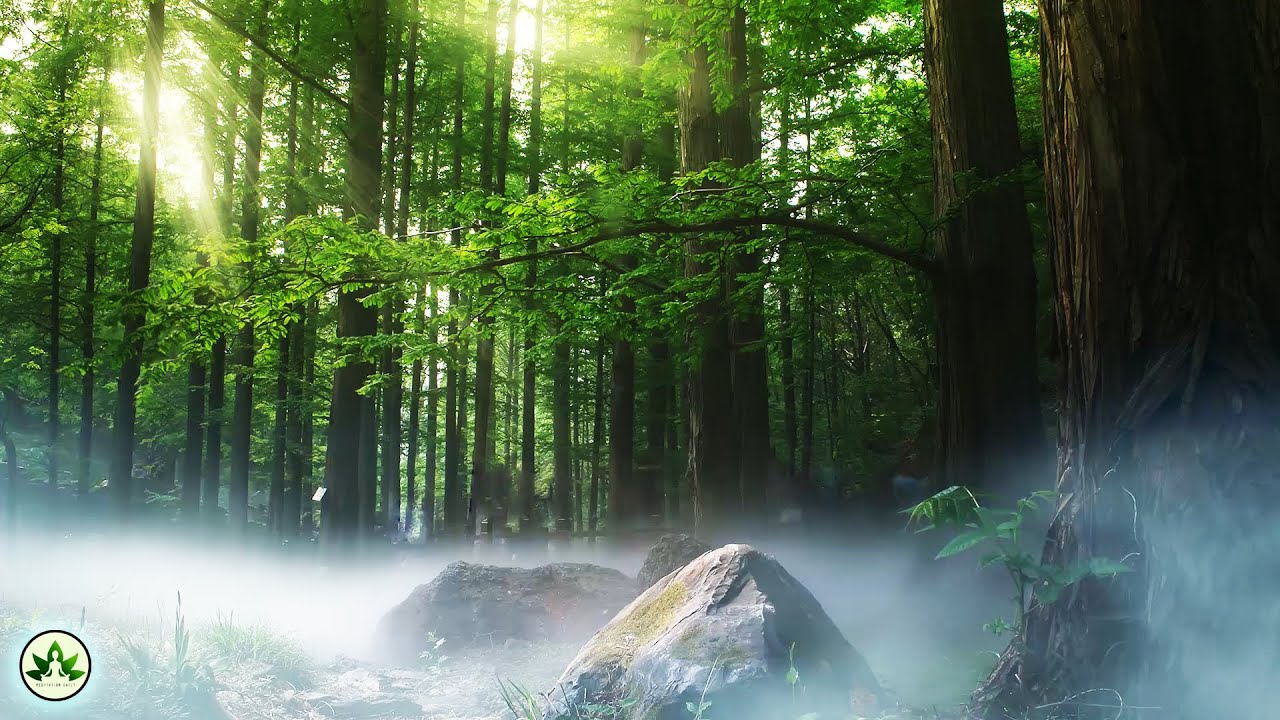 Forest Meditation And The Wavering Mind With Relaxing Music [ 3 Hours ...