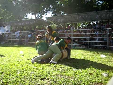 PINOY RODEO 2009 UPLB - YouTube