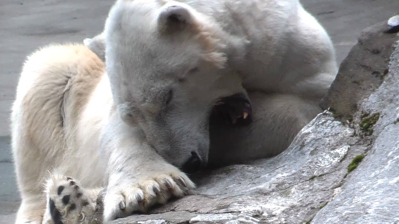 Polar Bear wake up - YouTube
