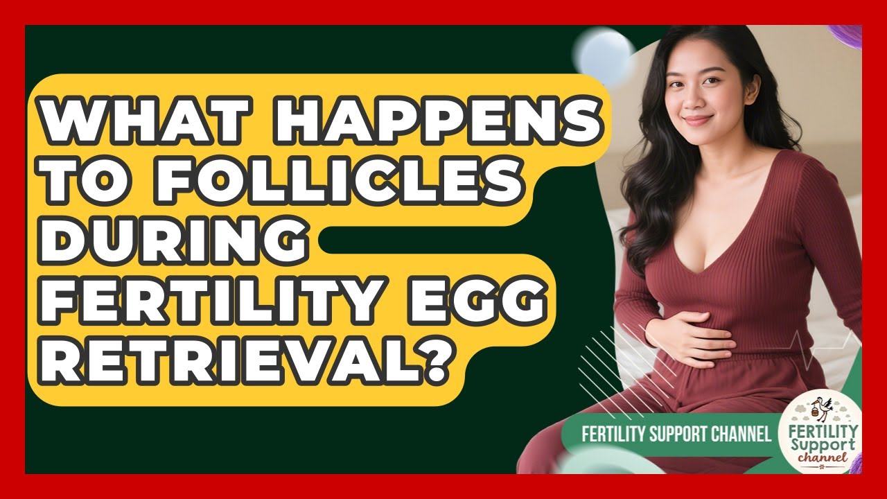 What Happens To Follicles During Fertility Egg Retrieval? - Fertility ...