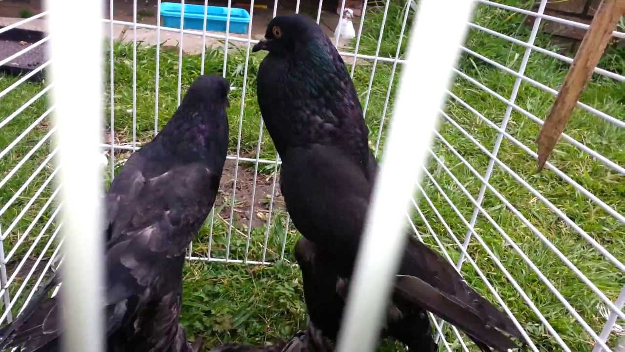 saxon pouter pigeon - YouTube