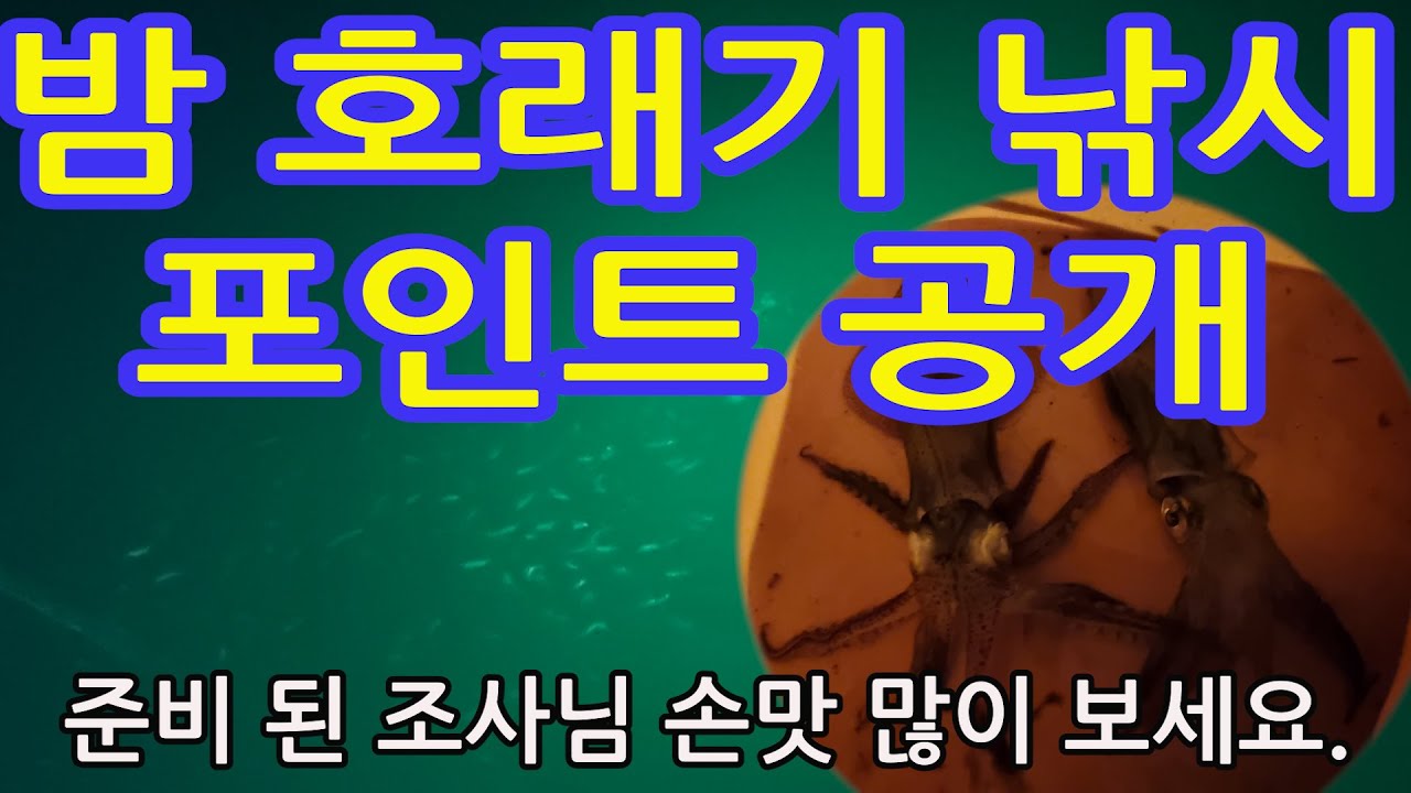 호래기(Beka Squid) 잡으실 분 물개마을로 가세요!! 나만 알고 싶은 포인트에서 낮 노래미 밤 볼락 잡고. - YouTube