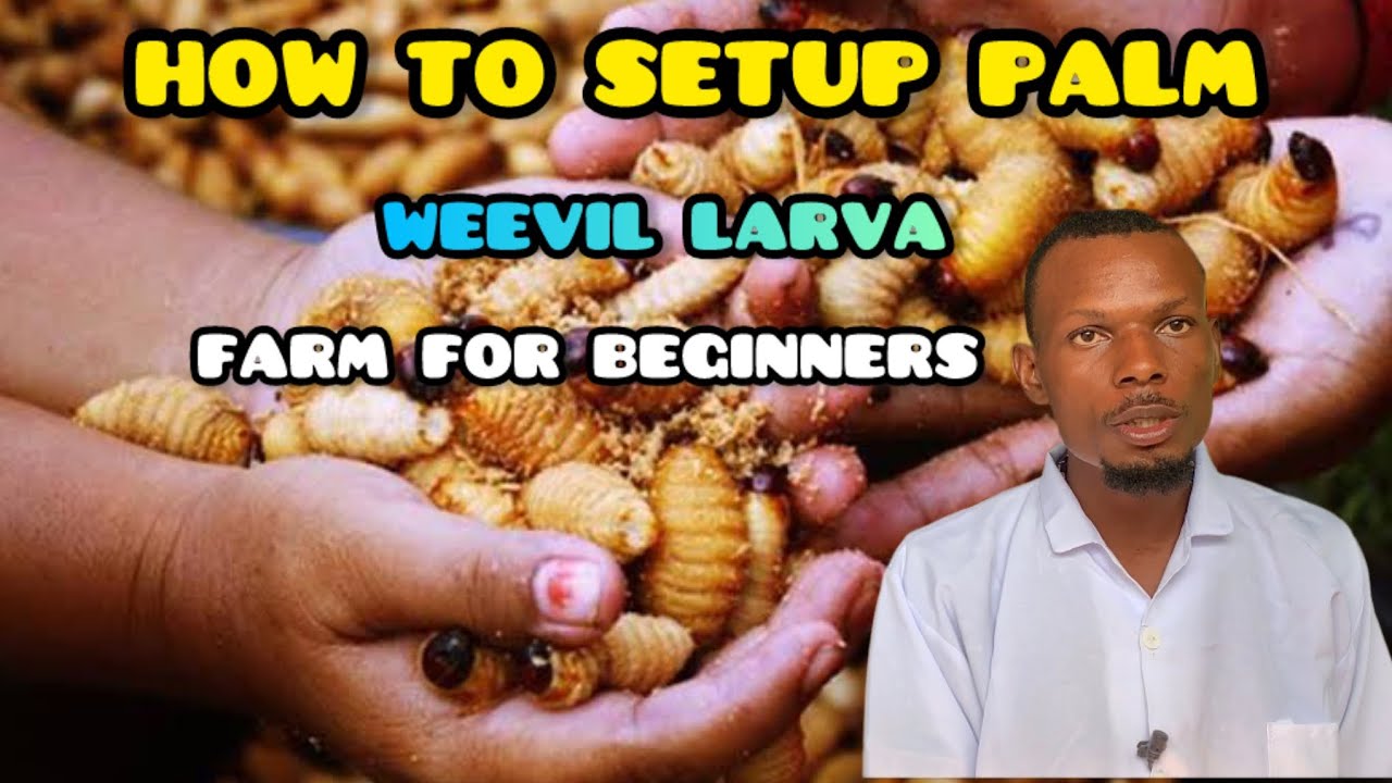 How to Setup Palm Weevil Larvae Farm For Beginners - YouTube