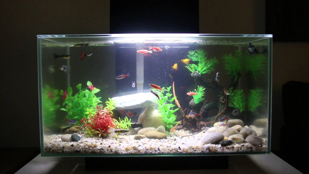 My Elephant Ear Betta in a community fish tank - YouTube