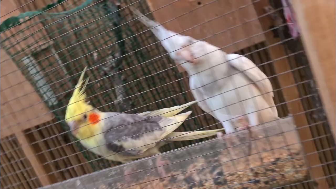 זוג תוכים נמפית מצויצת A pair of Nymphicus hollandicus - YouTube