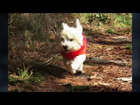 Love westie