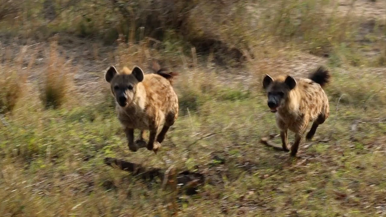 HYENA HIERARCHY Displayed During FEEDING FRENZY - YouTube