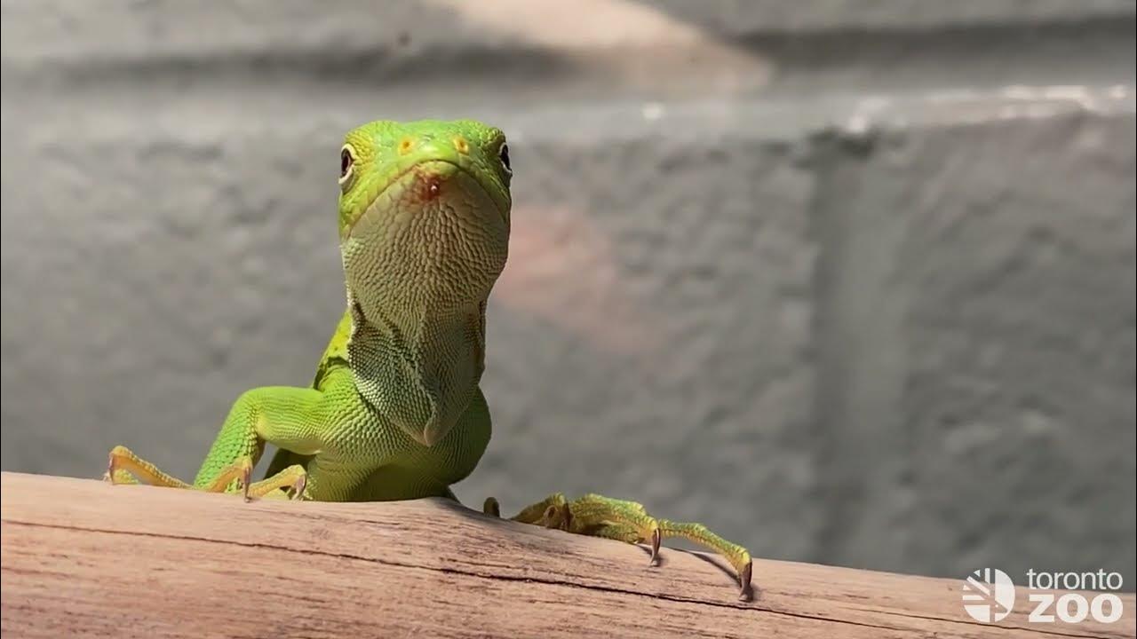 Introducing Four Endangered Lau banded Iguanas 💚🥚🦎 - YouTube