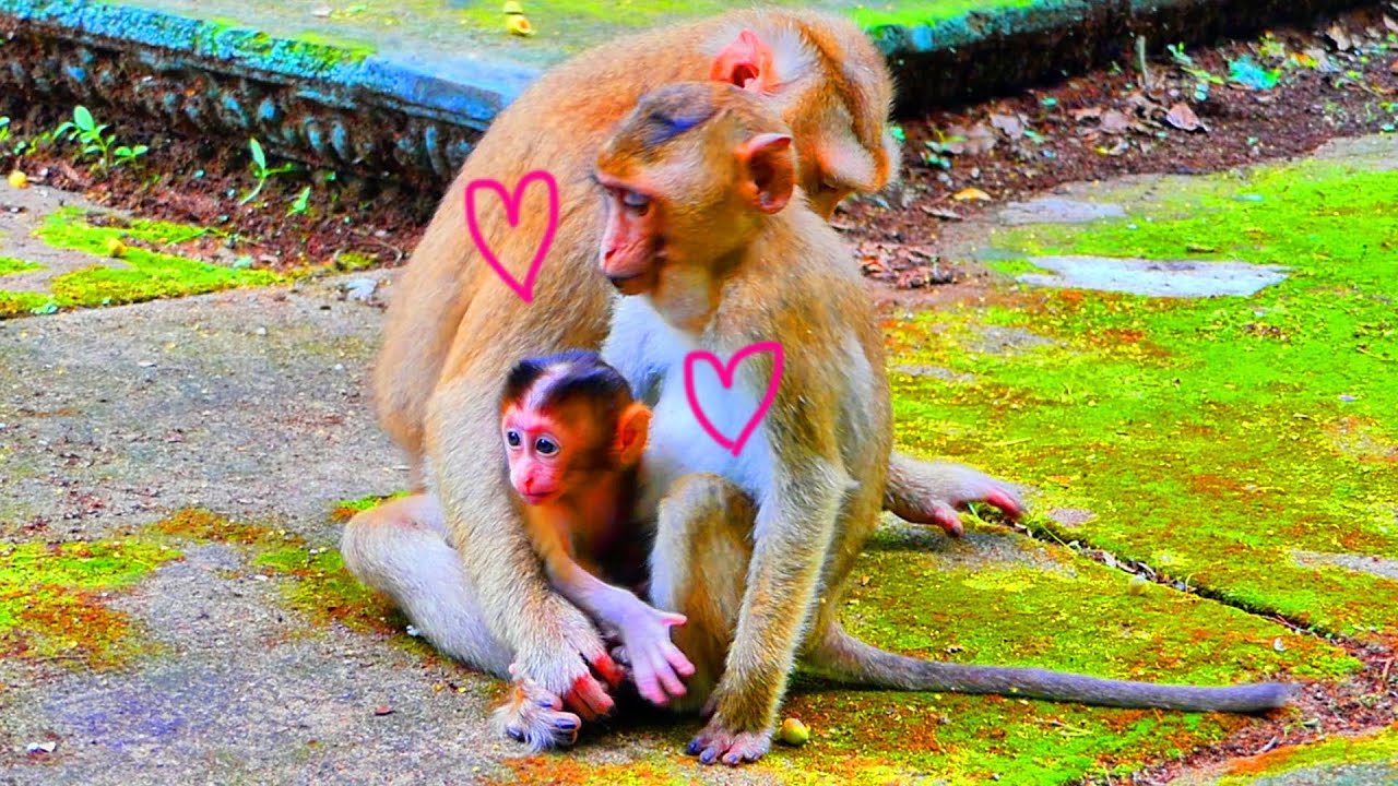 Double loves...Monkey SARIKA hugs monkey SABA and SABA hugs his sister ...