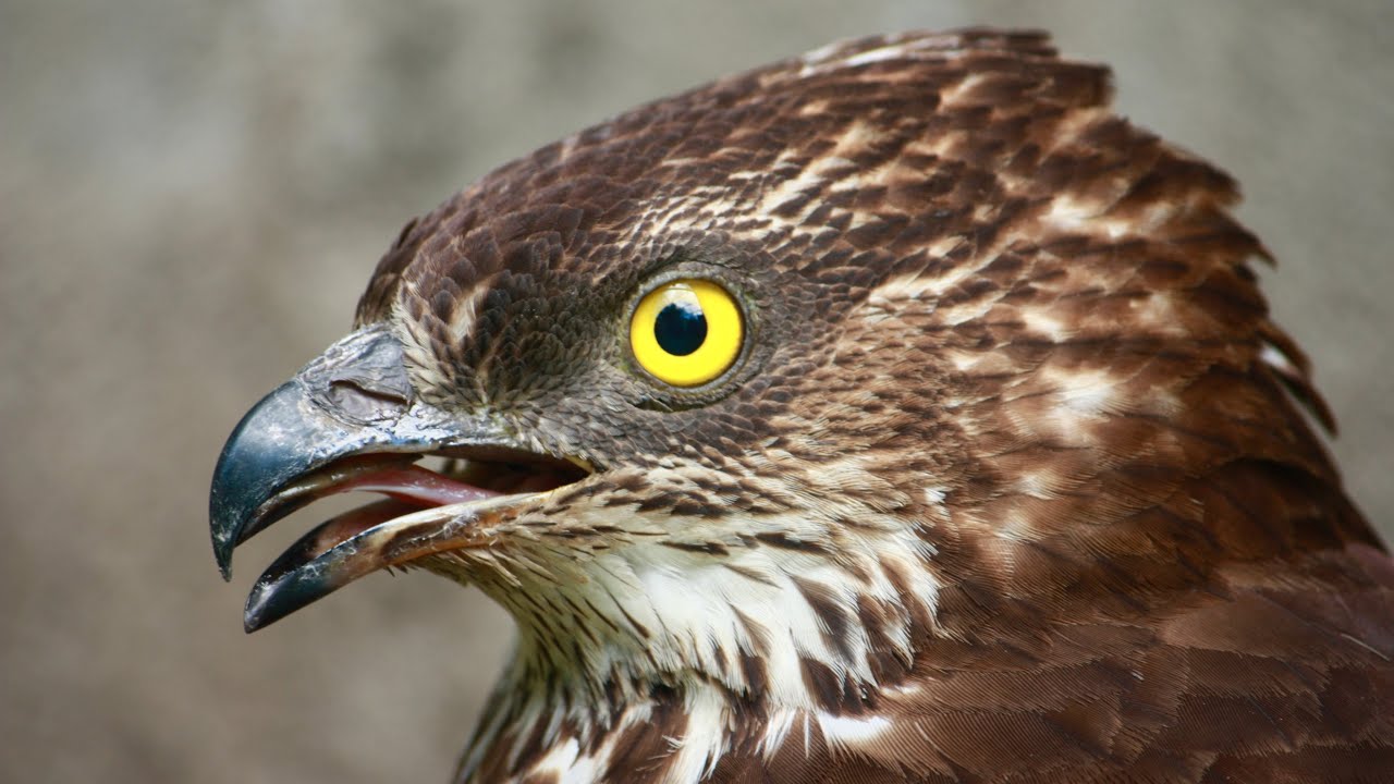 Sound of the Honey Buzzard - YouTube