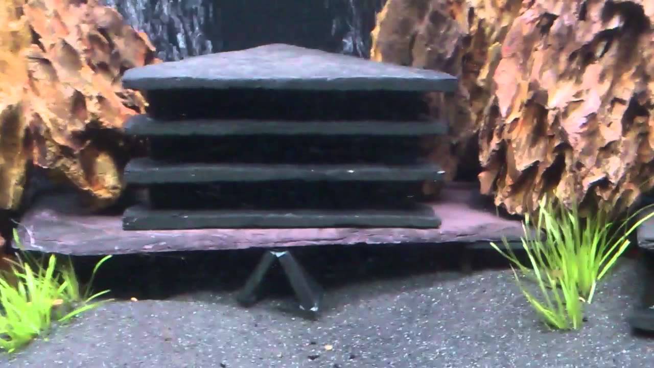 Zebra tank with slate caves - YouTube