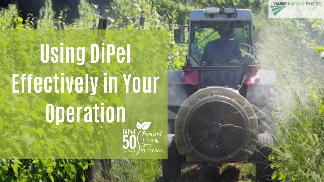 Using DiPel Effectively in Your Operation - YouTube