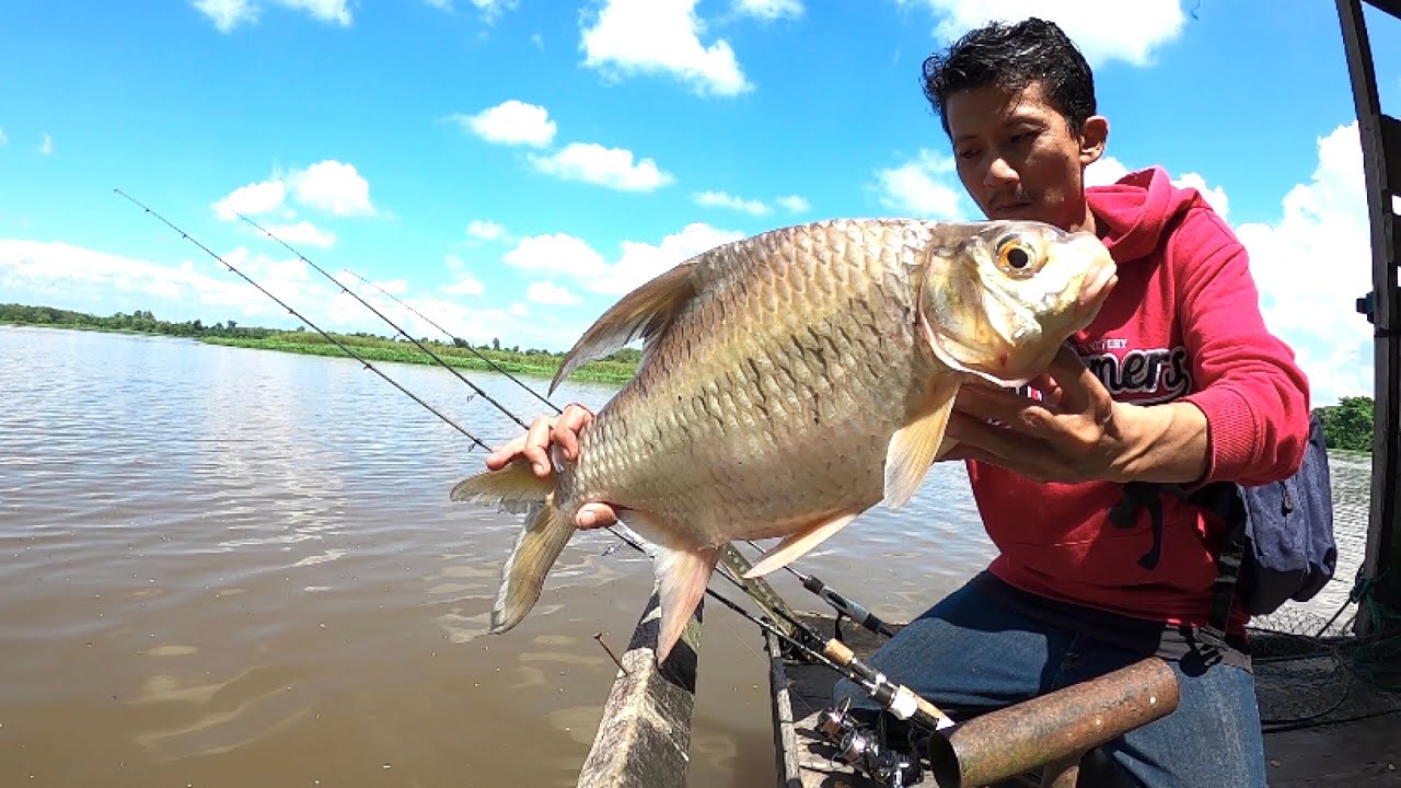 MANCING DI SARANG IKAN TAWES RAKSASA || UMPAN JITU TAWES SUNGAI - YouTube