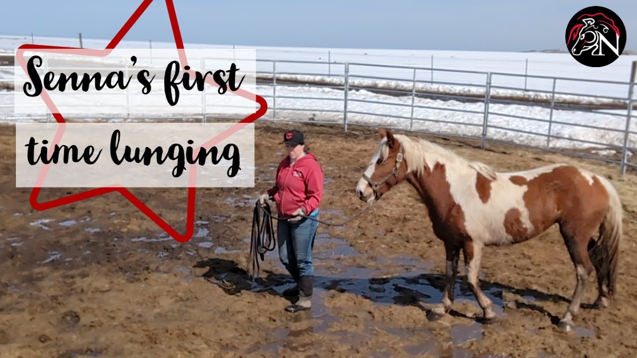 Lunging my Mustang Mare Senna - YouTube