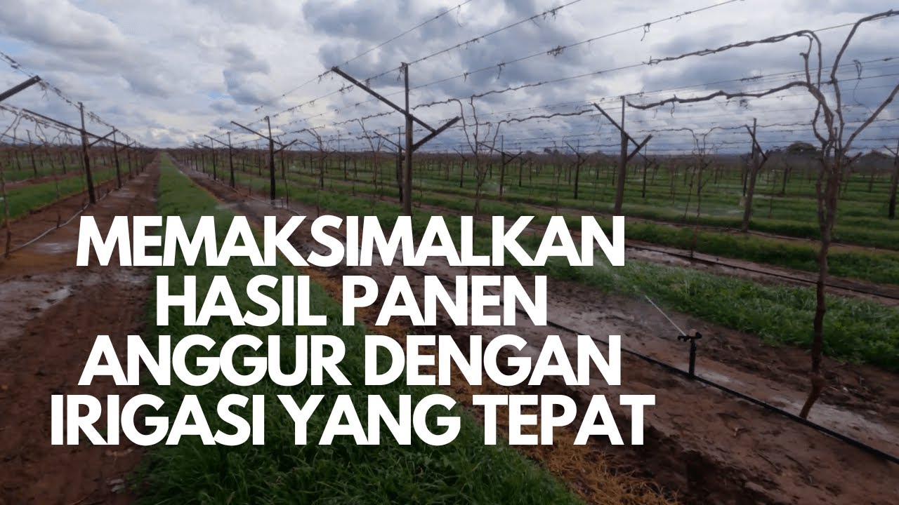 SISTEM IRIGASI MODERN FARM ANGGUR DI AUSTRALIA | untuk Meningkatkan ...
