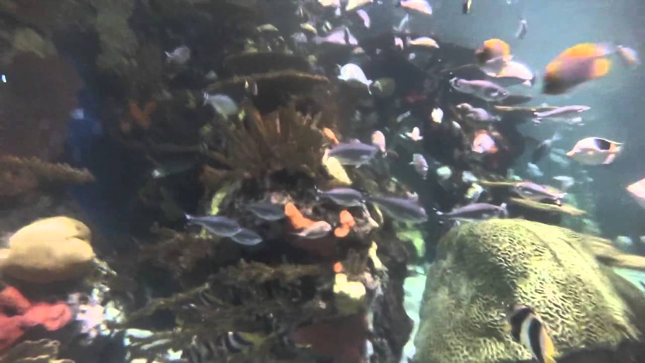 fish galore! - YouTube